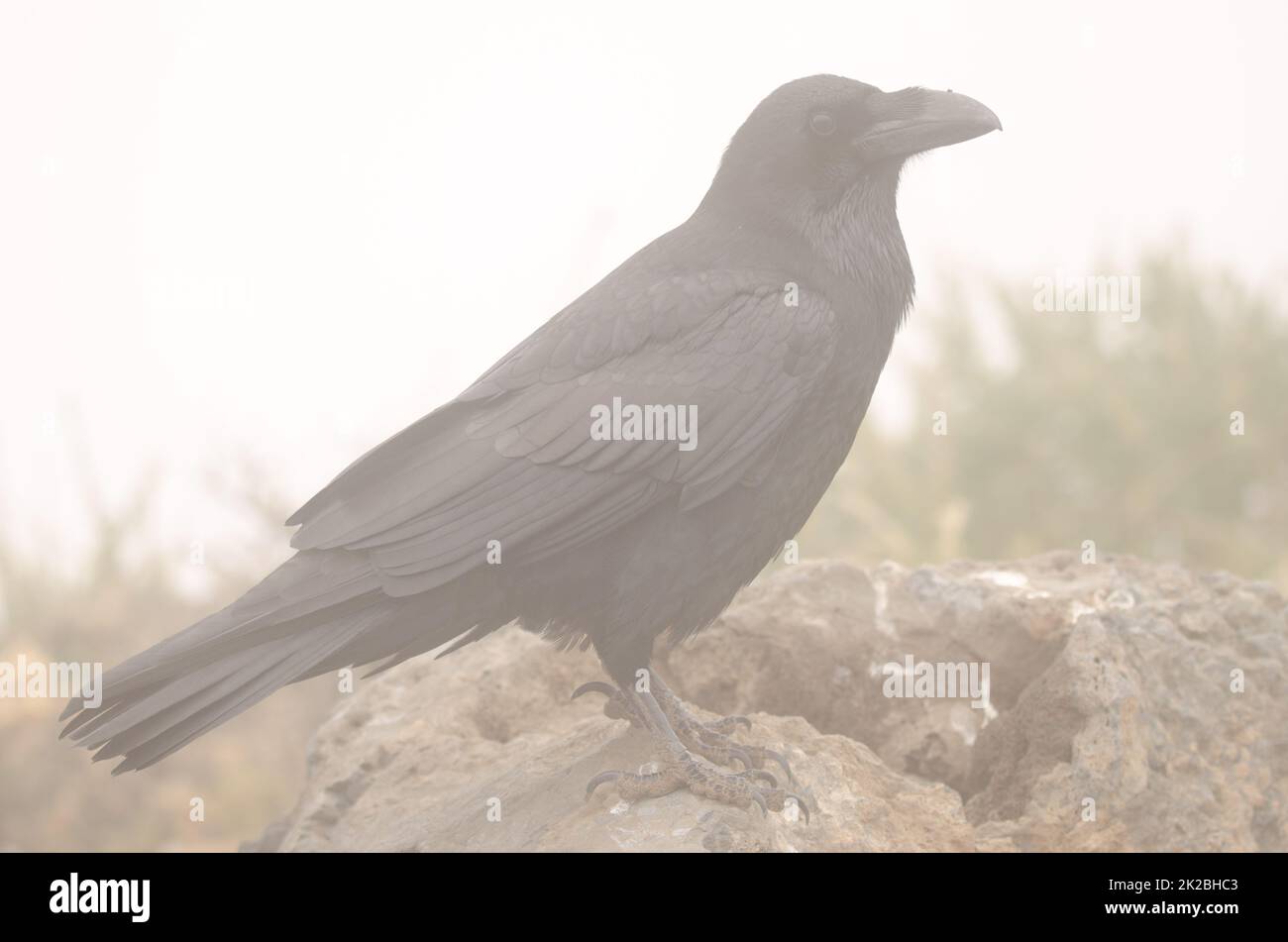 Canary Islands raven in the fog Stock Photo - Alamy