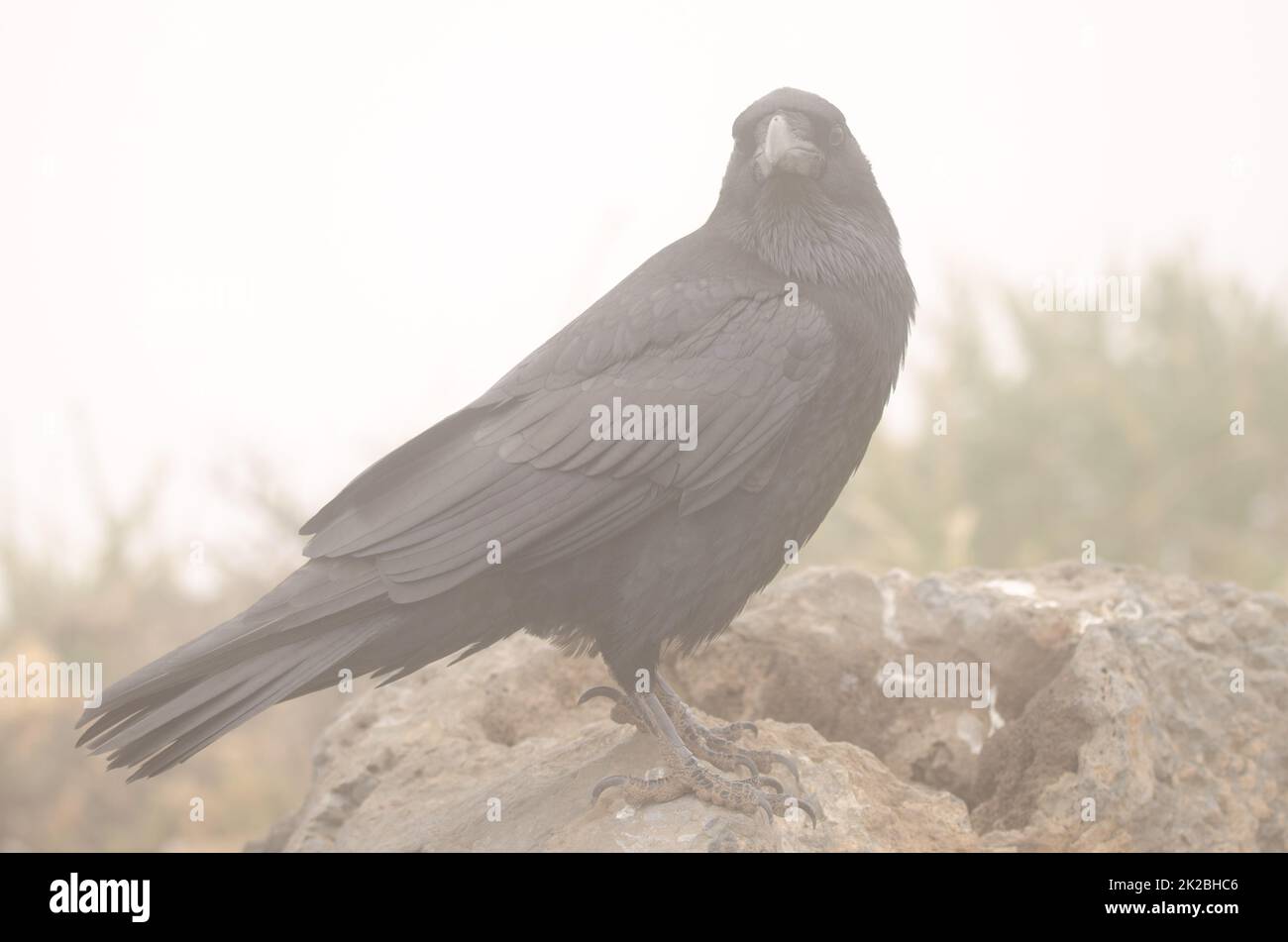Canary Islands raven in the fog Stock Photo - Alamy