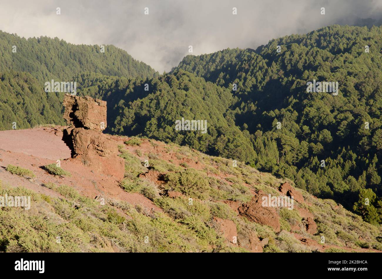 Rocky cliff and forest of Canary Island pine Stock Photo - Alamy