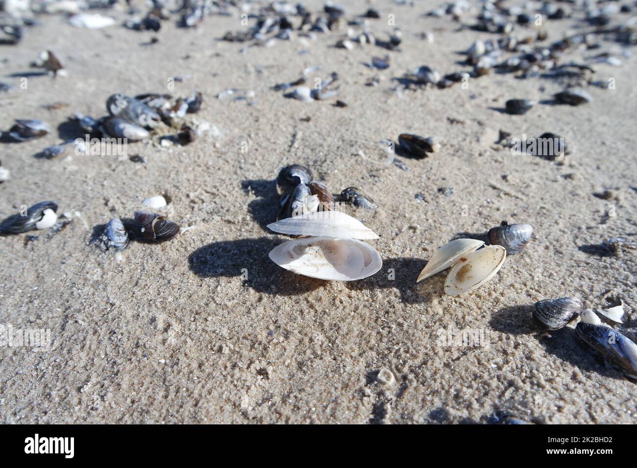 Muscheln muscheln hi-res stock photography and images - Alamy
