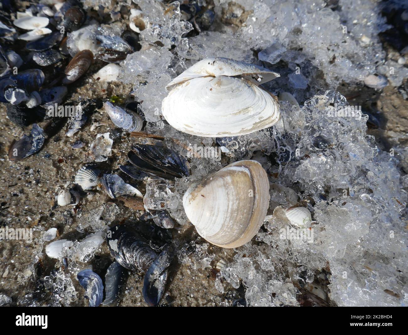 Frozen shells hi-res stock photography and images - Alamy