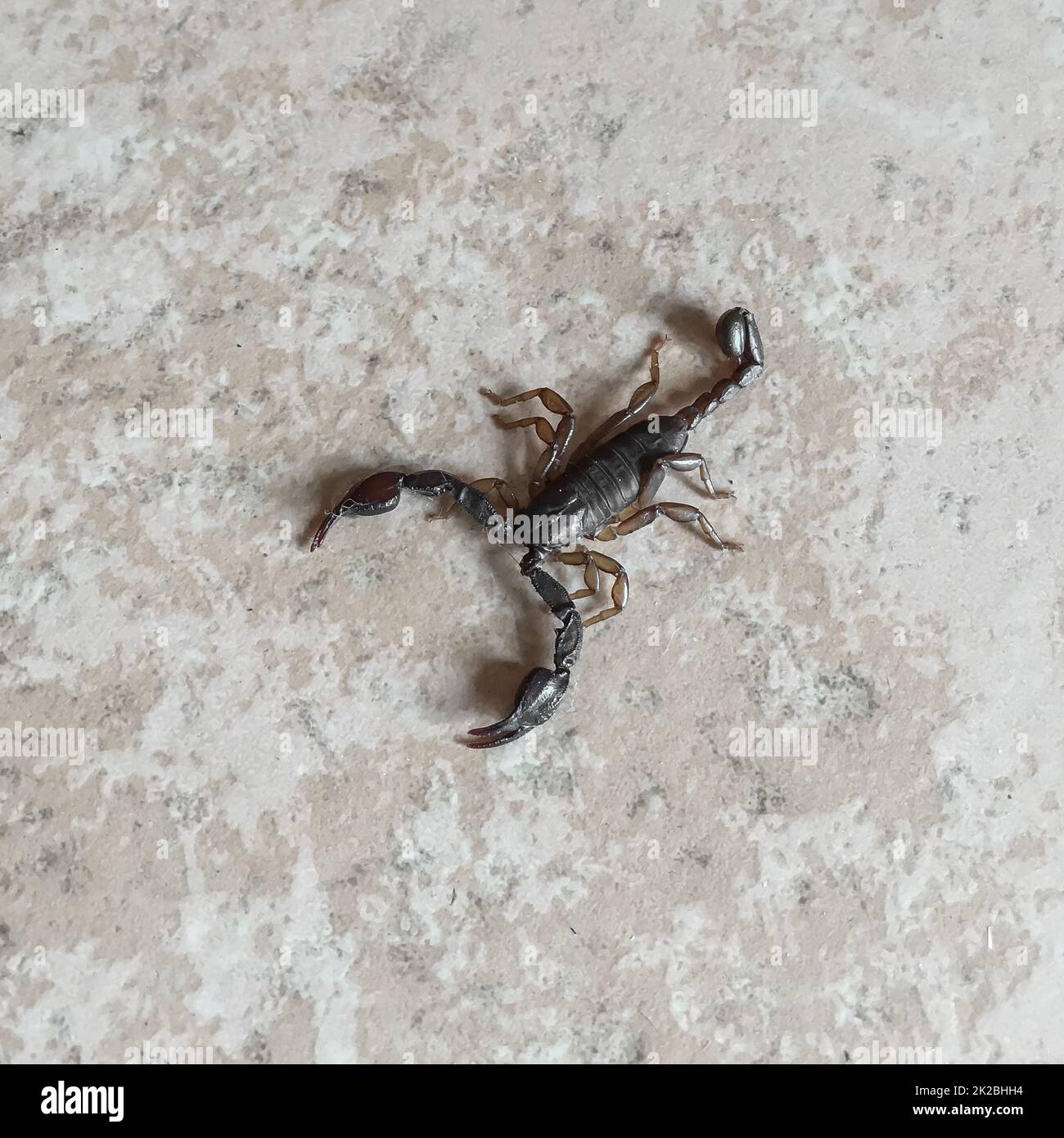Scorpion stinger up close hi-res stock photography and images - Alamy