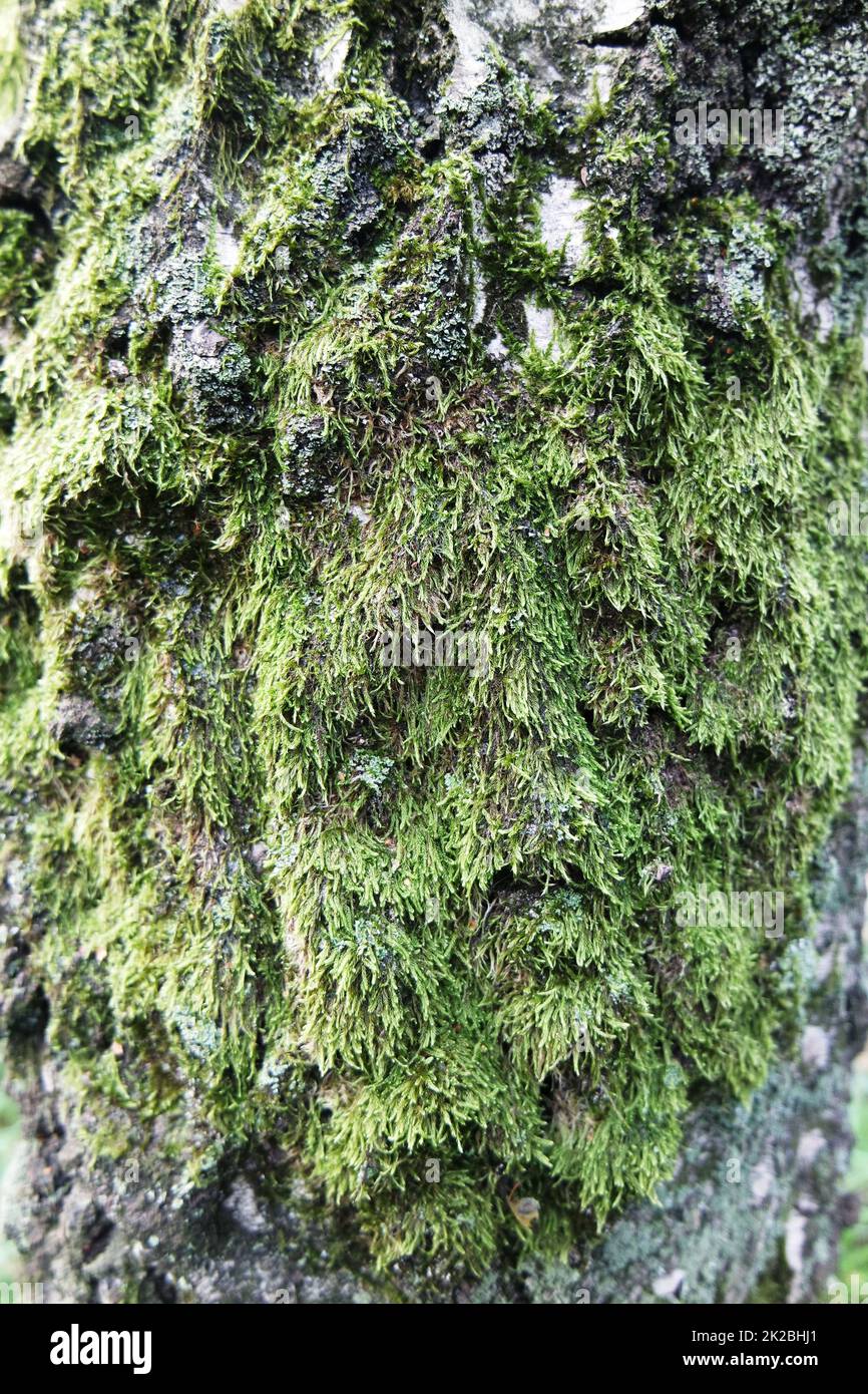 Birch trunk with moss Stock Photo - Alamy