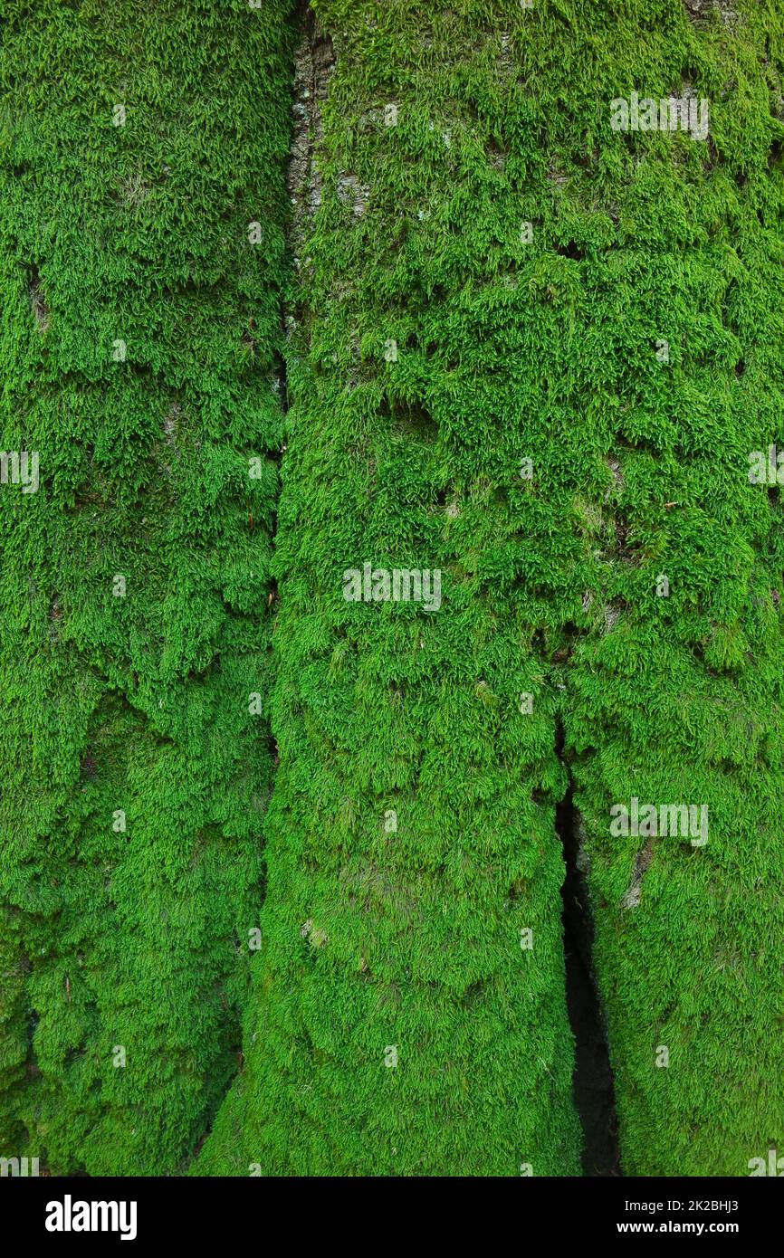 Tree trunk overgrown with moss Stock Photo - Alamy