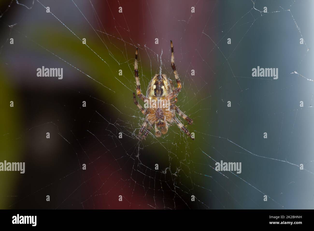 Black legs hi-res stock photography and images - Alamy