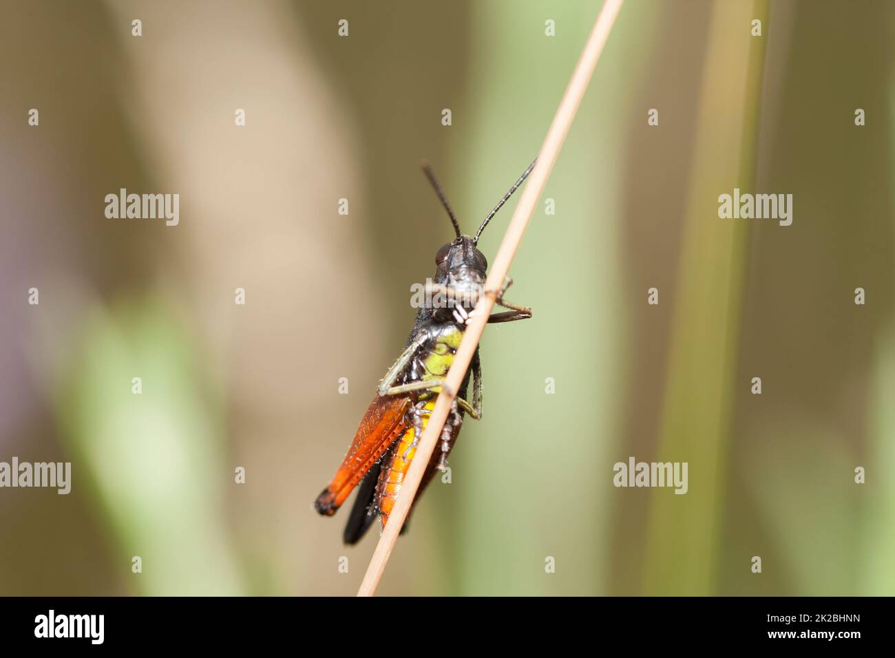Common field plant hi-res stock photography and images - Alamy