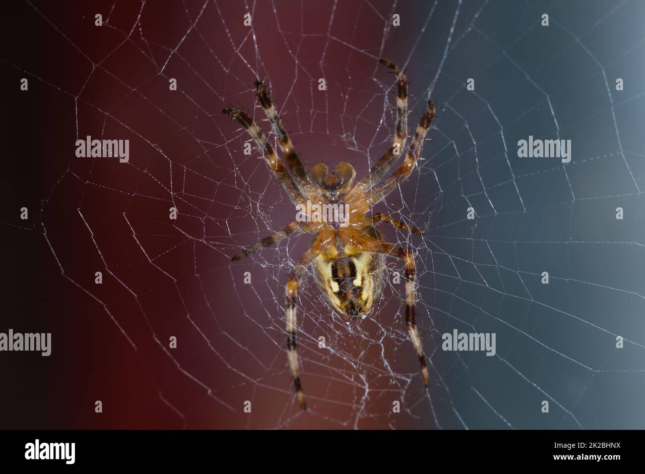 The lower part of the spider, around it is a web Stock Photo - Alamy