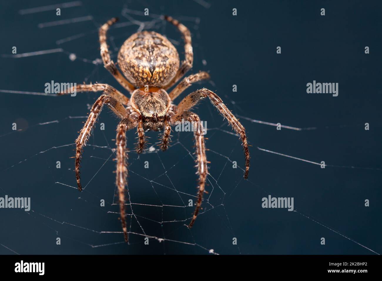 Close up of a brown spider Stock Photo - Alamy
