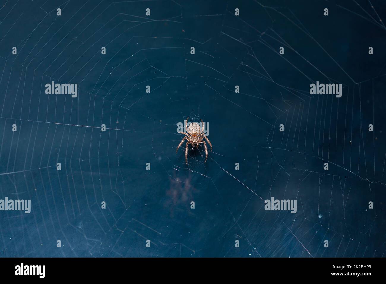 Large body spider hi-res stock photography and images - Alamy