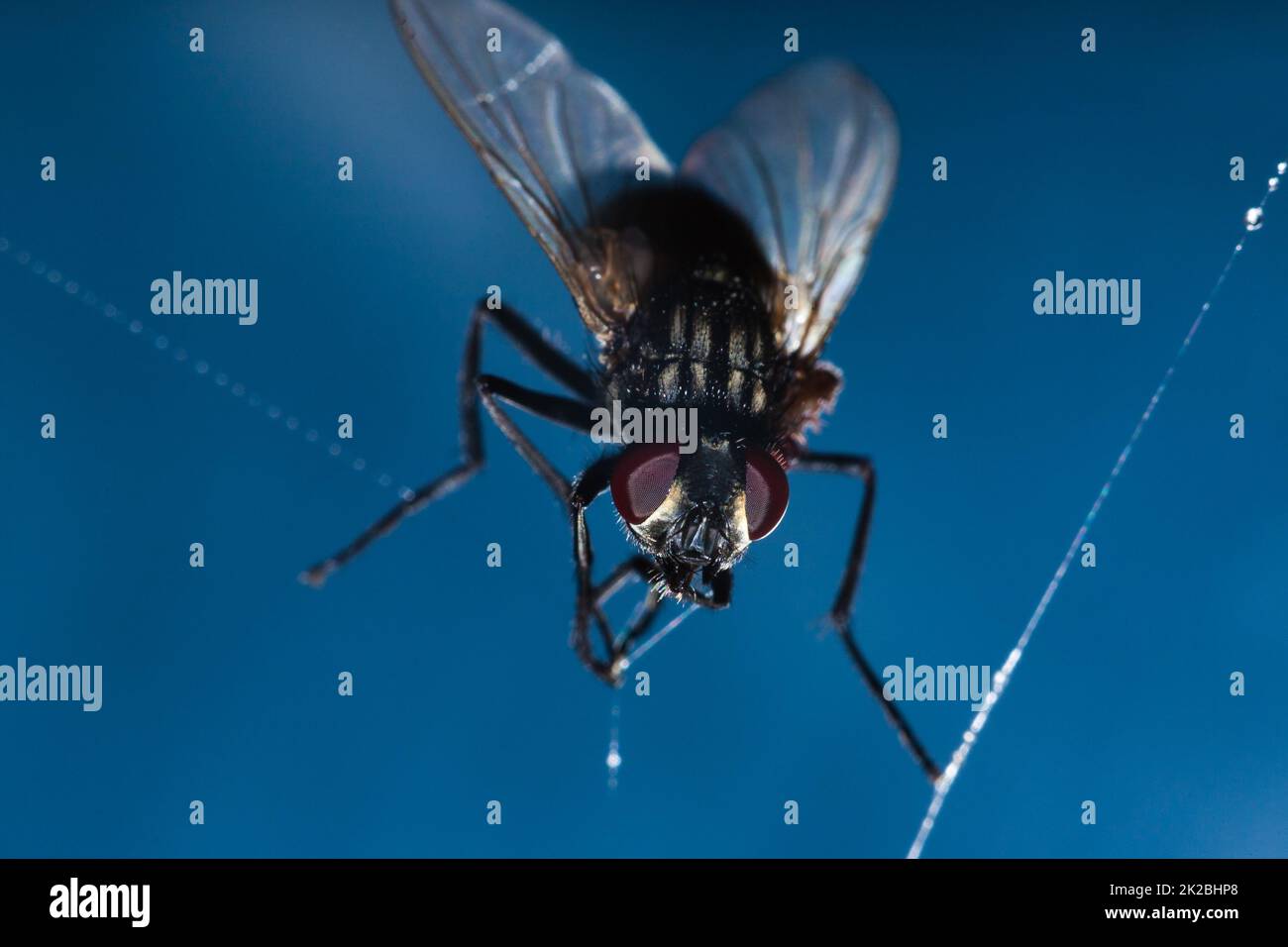Domestic fly insects hi-res stock photography and images - Alamy