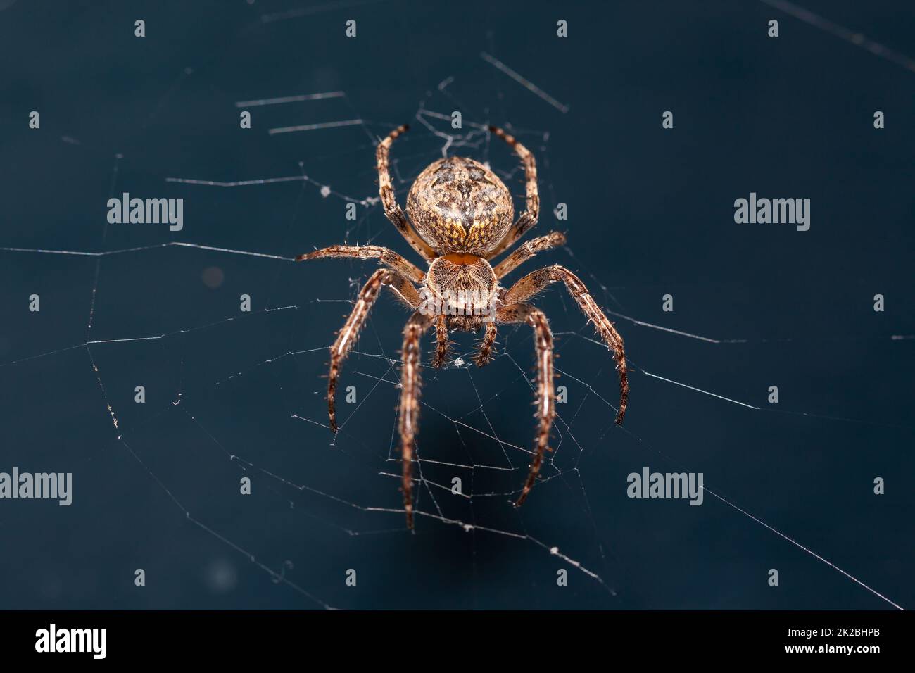 Arachnid body structure hi-res stock photography and images - Alamy