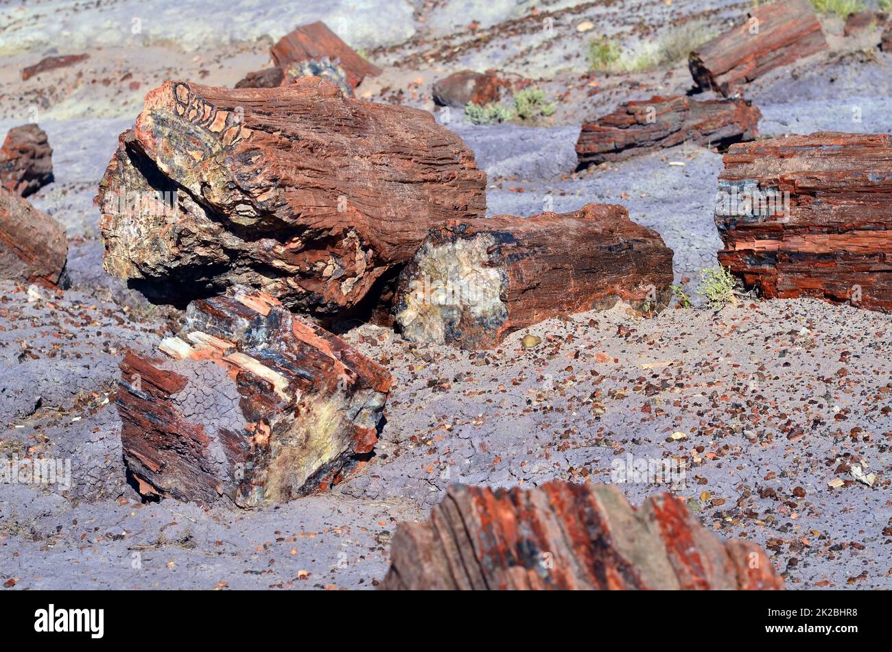 Petrified trees hi-res stock photography and images - Alamy