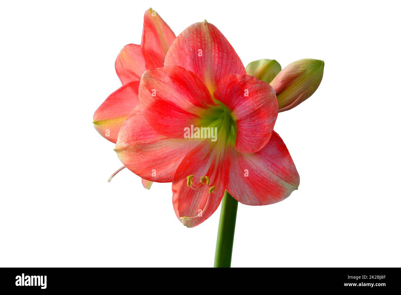 Amaryllis flower about to bloom Cut Out Stock Images & Pictures - Alamy