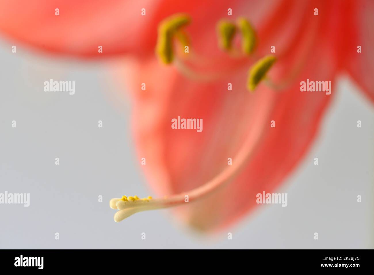 Pistil is hi-res stock photography and images - Alamy