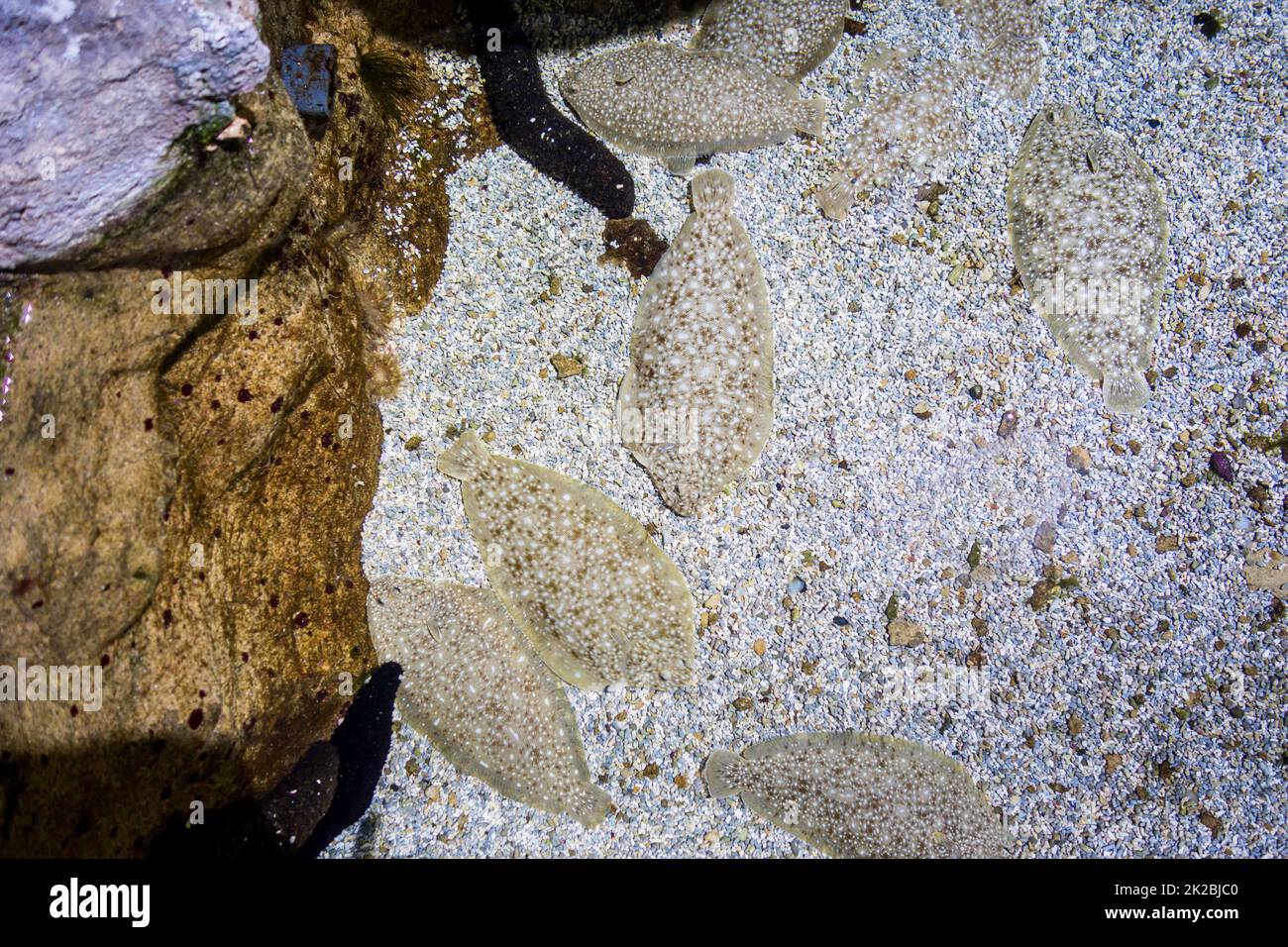 Flounder flat fish bottom ocean hi-res stock photography and images - Alamy