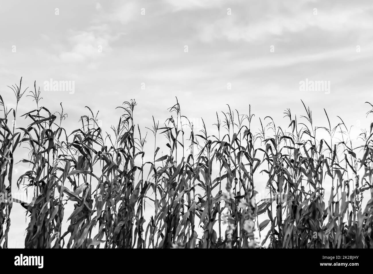 Beautiful corn field hi-res stock photography and images - Alamy