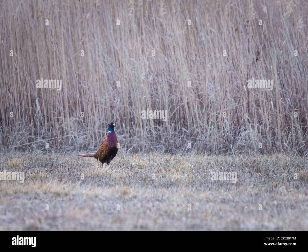 Male pheasant in the flower meadow Stock Photo - Alamy
