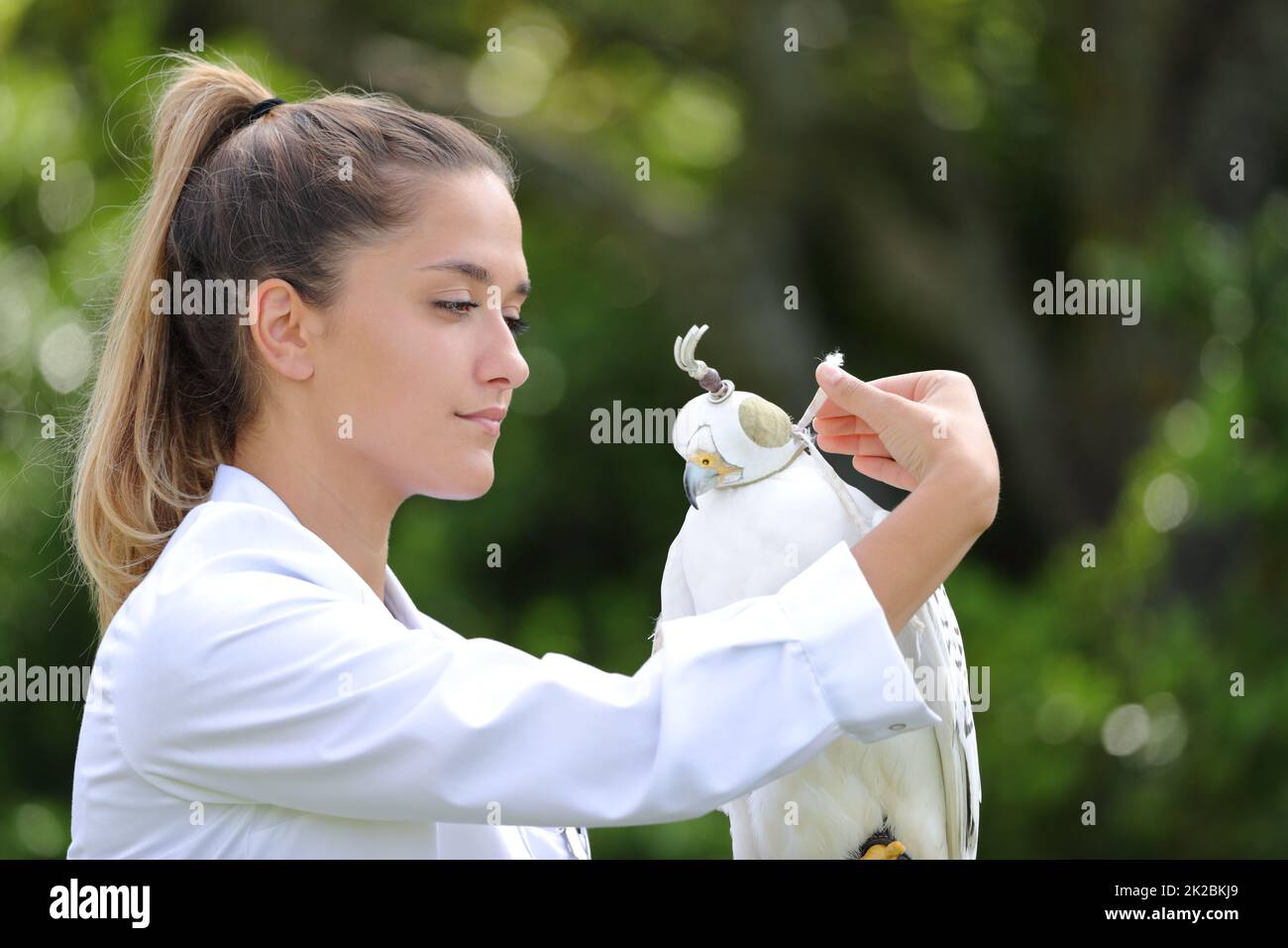 Lady holding falcon hi-res stock photography and images - Alamy
