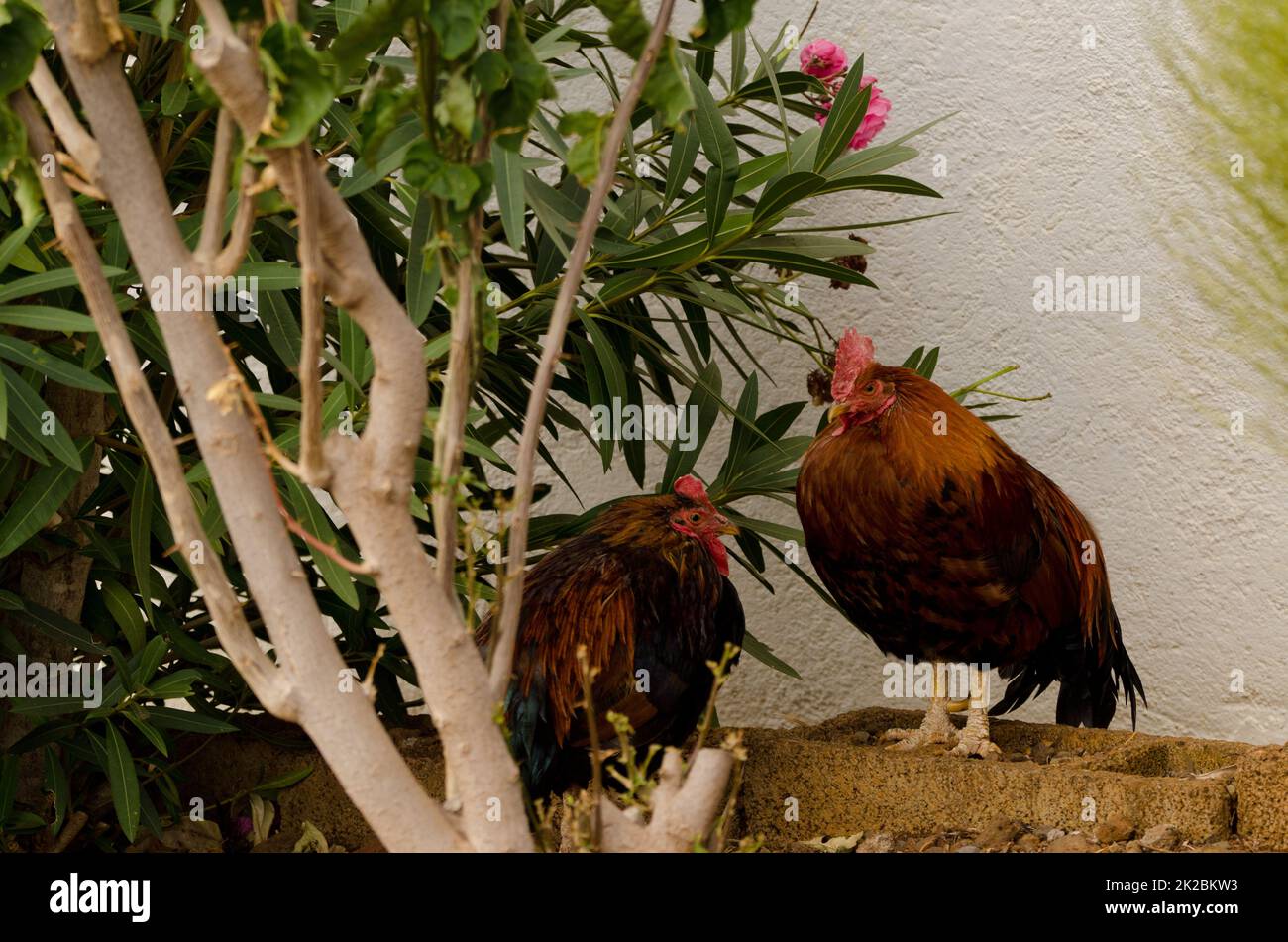 Hen to the left and rooster to the right Stock Photo - Alamy