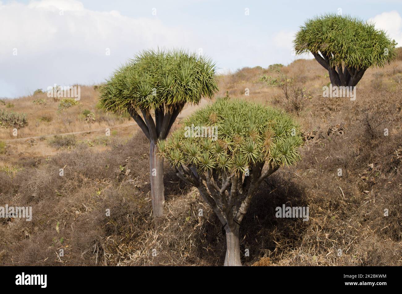 Canary Islands dragon trees Dracaena draco Stock Photo - Alamy