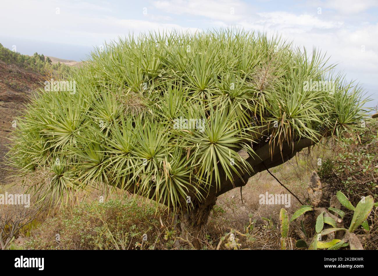 Canary Islands dragon tree Dracaena draco Stock Photo - Alamy