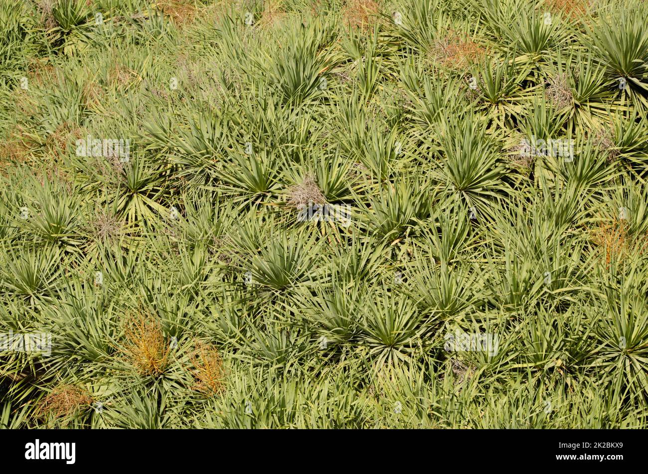 Dragon leaves hi-res stock photography and images - Alamy