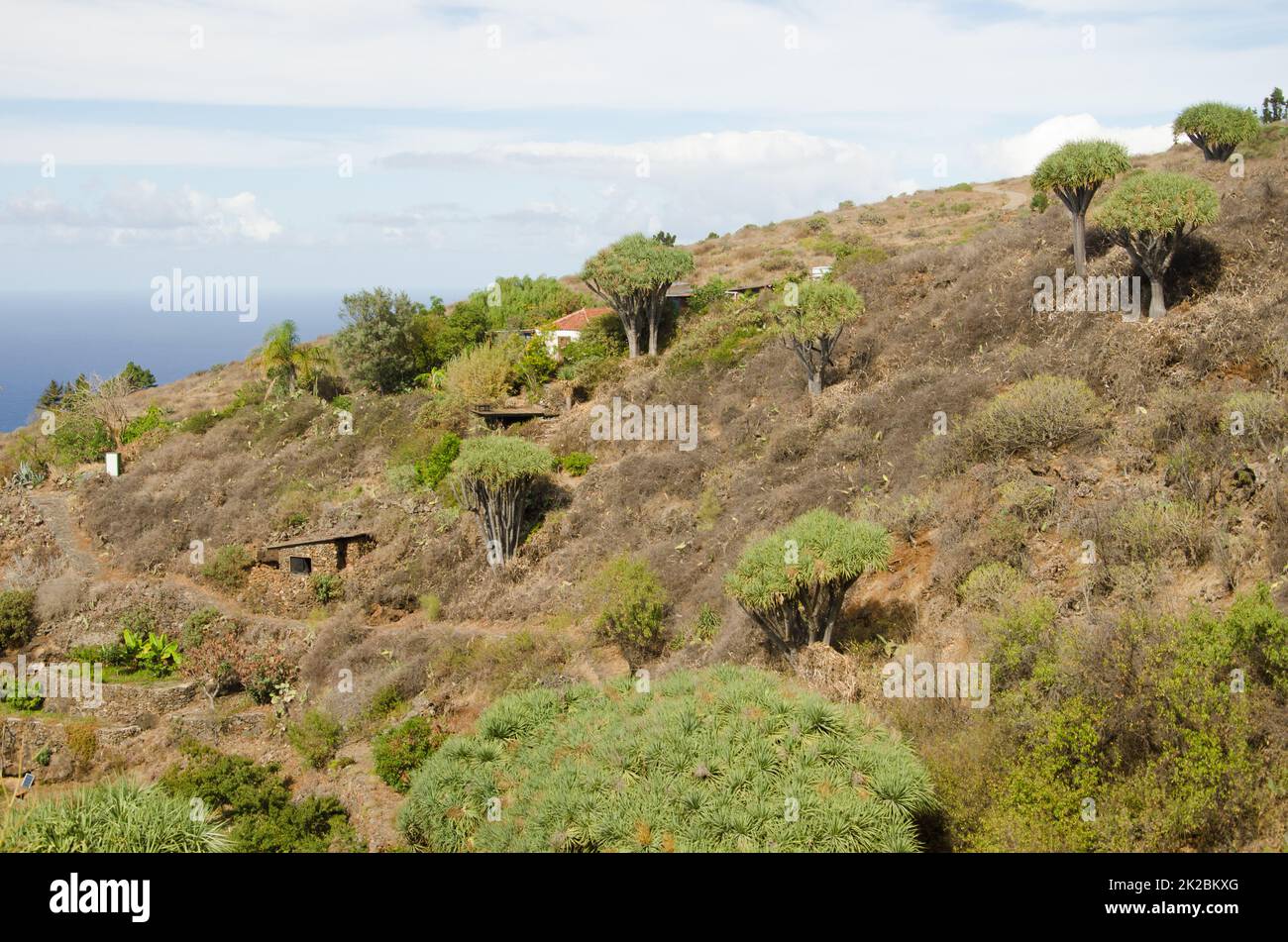 Rural landscape with Canary Islands dragon trees Stock Photo - Alamy