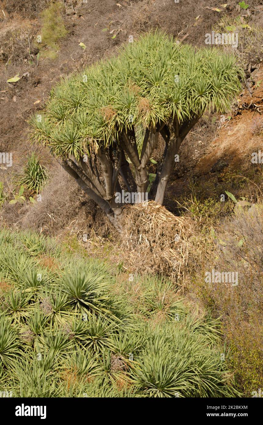 Canary Islands dragon trees Dracaena draco Stock Photo - Alamy