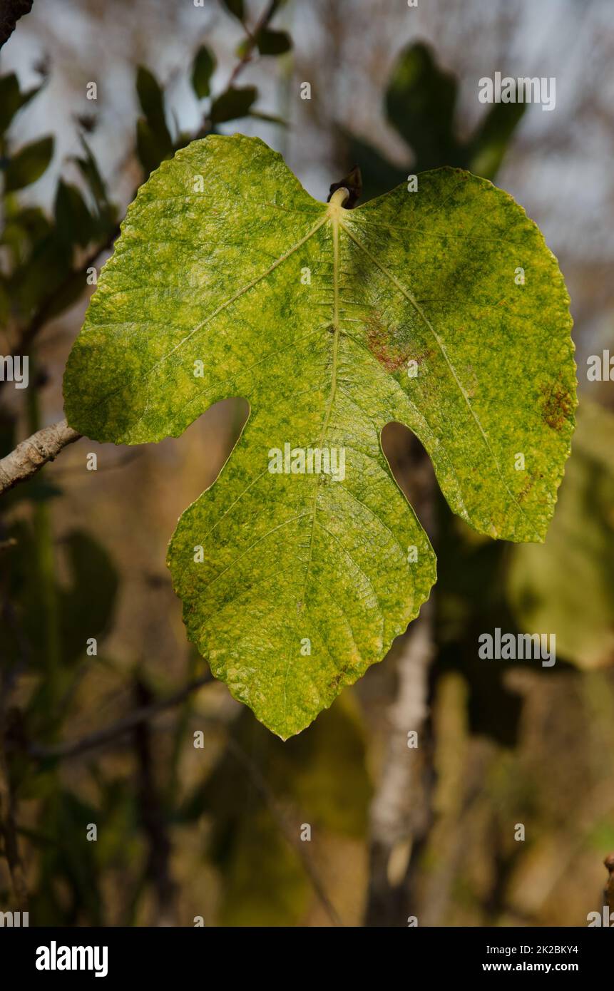 Leaf of common fig Ficus carica Stock Photo - Alamy