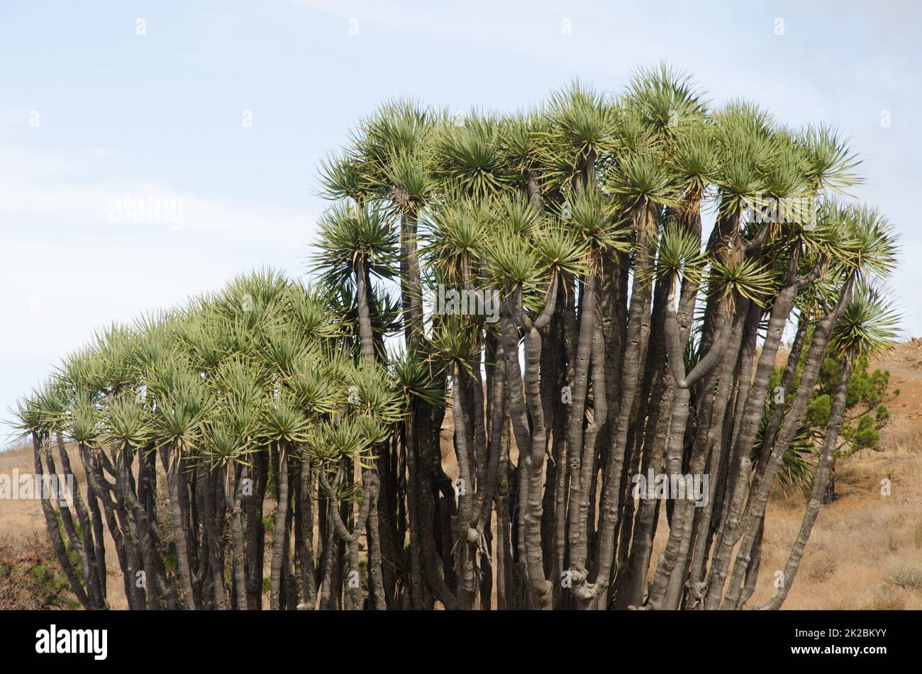 Canary Islands dragon tree Dracaena draco Stock Photo - Alamy
