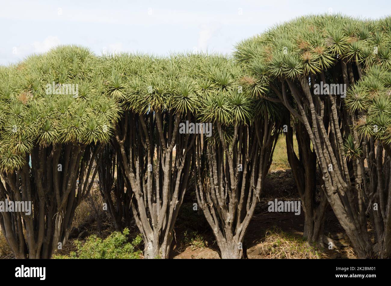 Canary Islands dragon trees Dracaena draco Stock Photo - Alamy