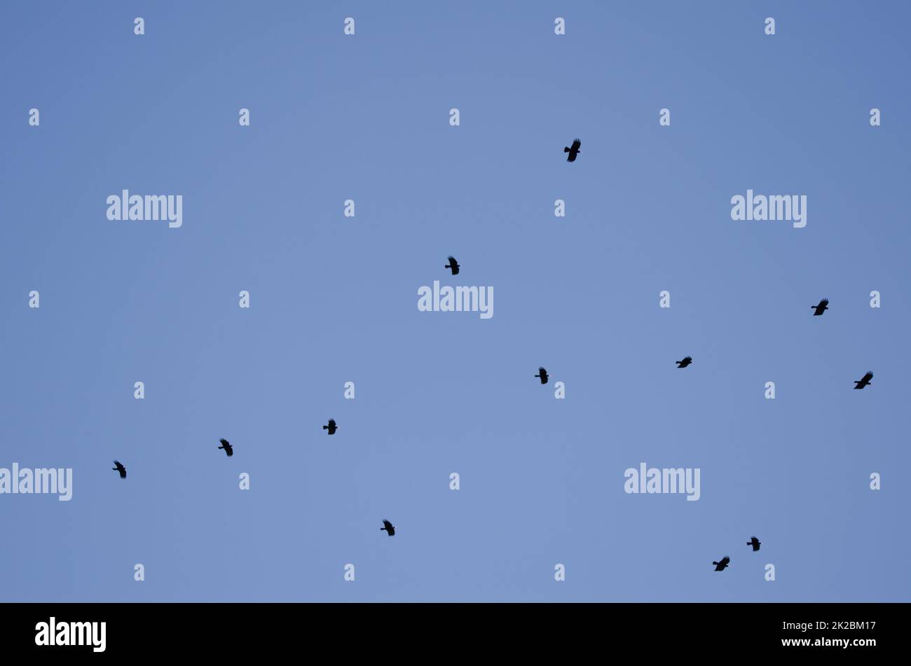 Flock crows in flight hi-res stock photography and images - Alamy
