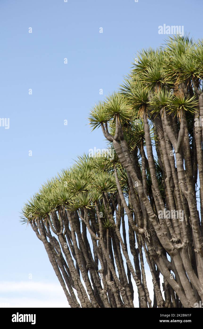 Canary Islands dragon trees Dracaena draco Stock Photo - Alamy