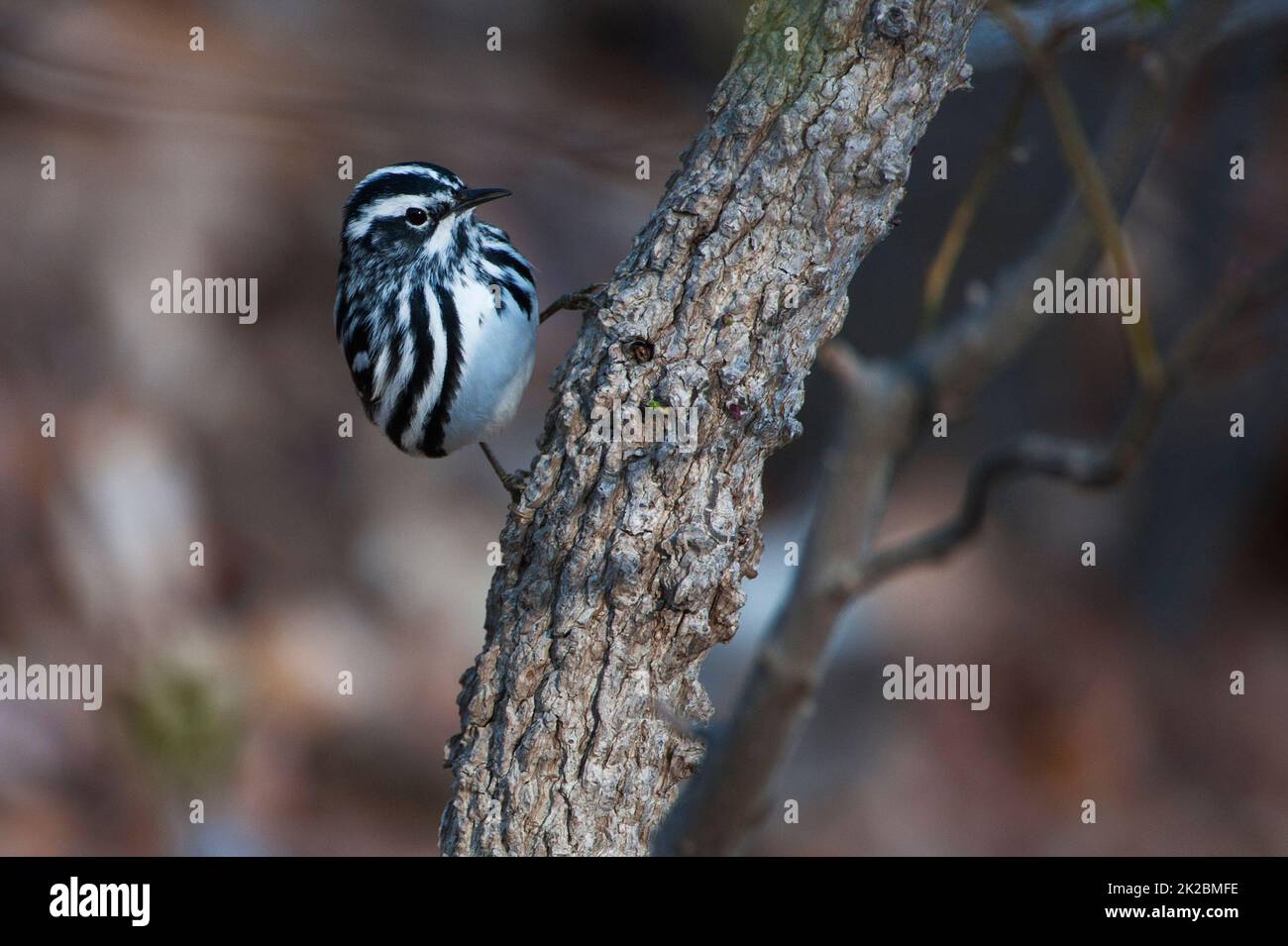 Black and White warbler during spring migration Stock Photo - Alamy