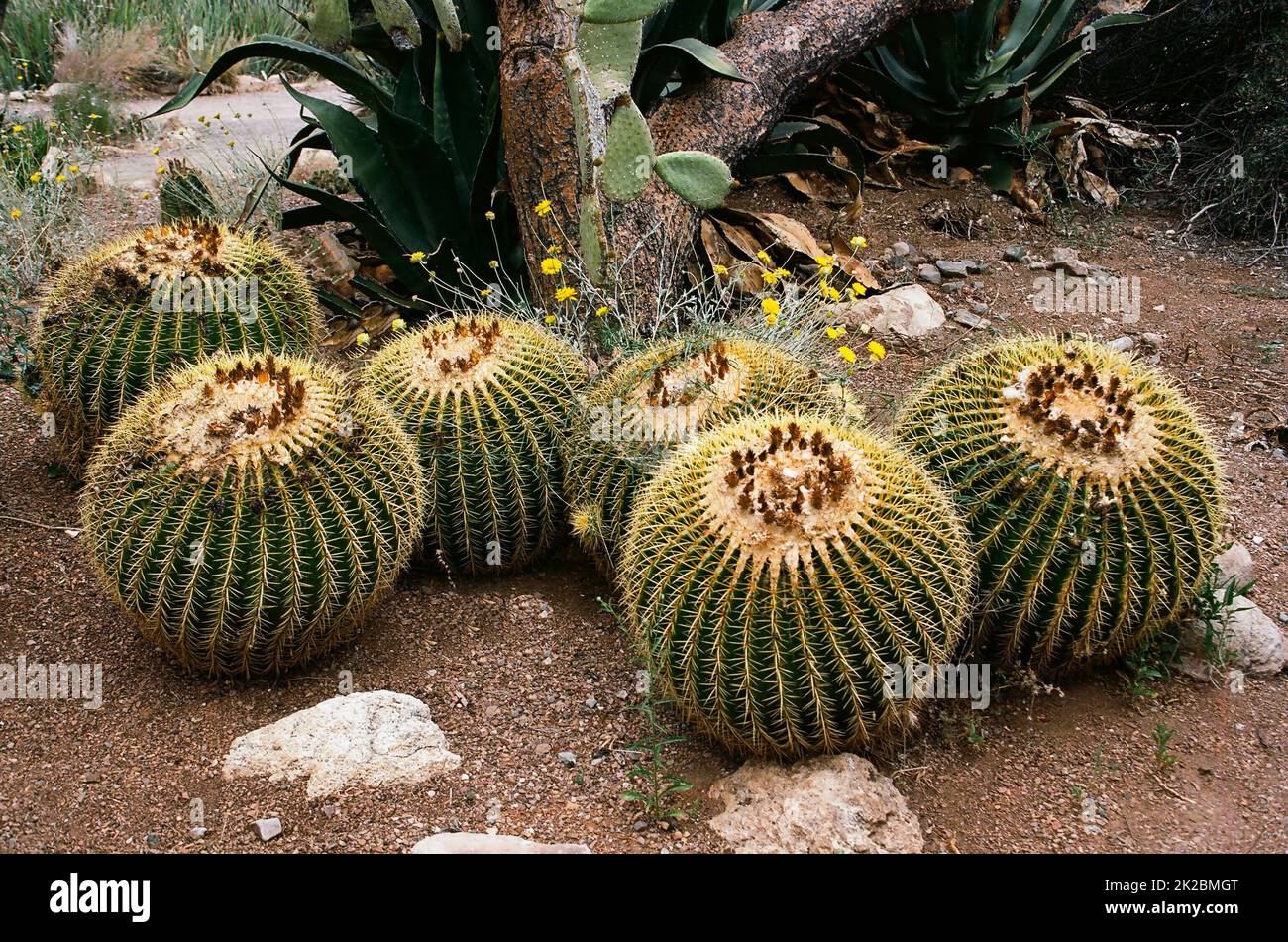 Golden Barrel Cactus Stock Photo - Alamy