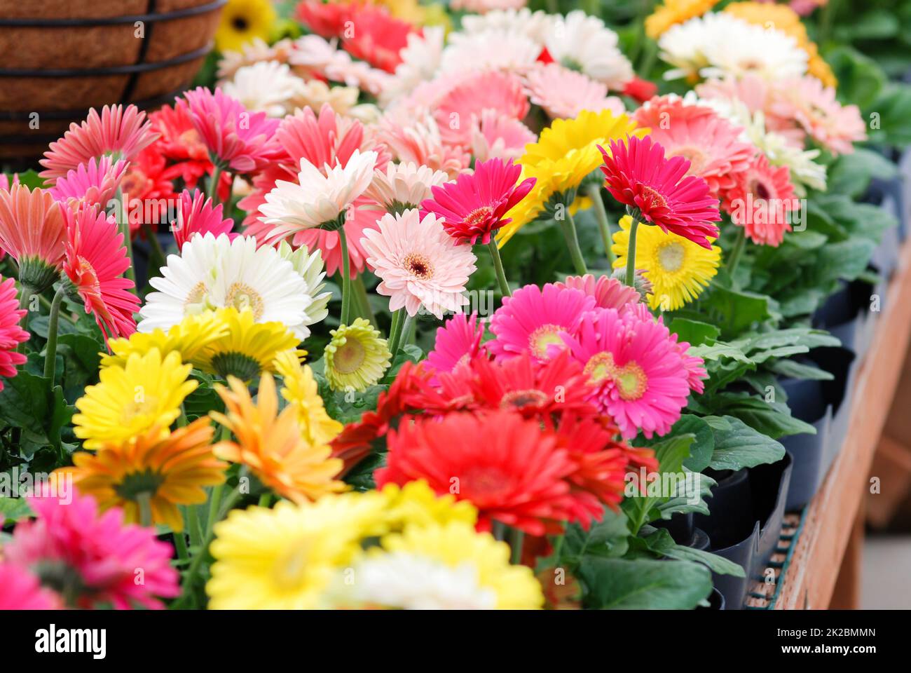 Gerbera daisy plant hi-res stock photography and images - Alamy