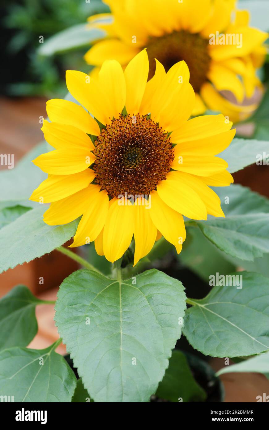 Helianthus annuus, small and potted sunflowers. small flower size Stock ...