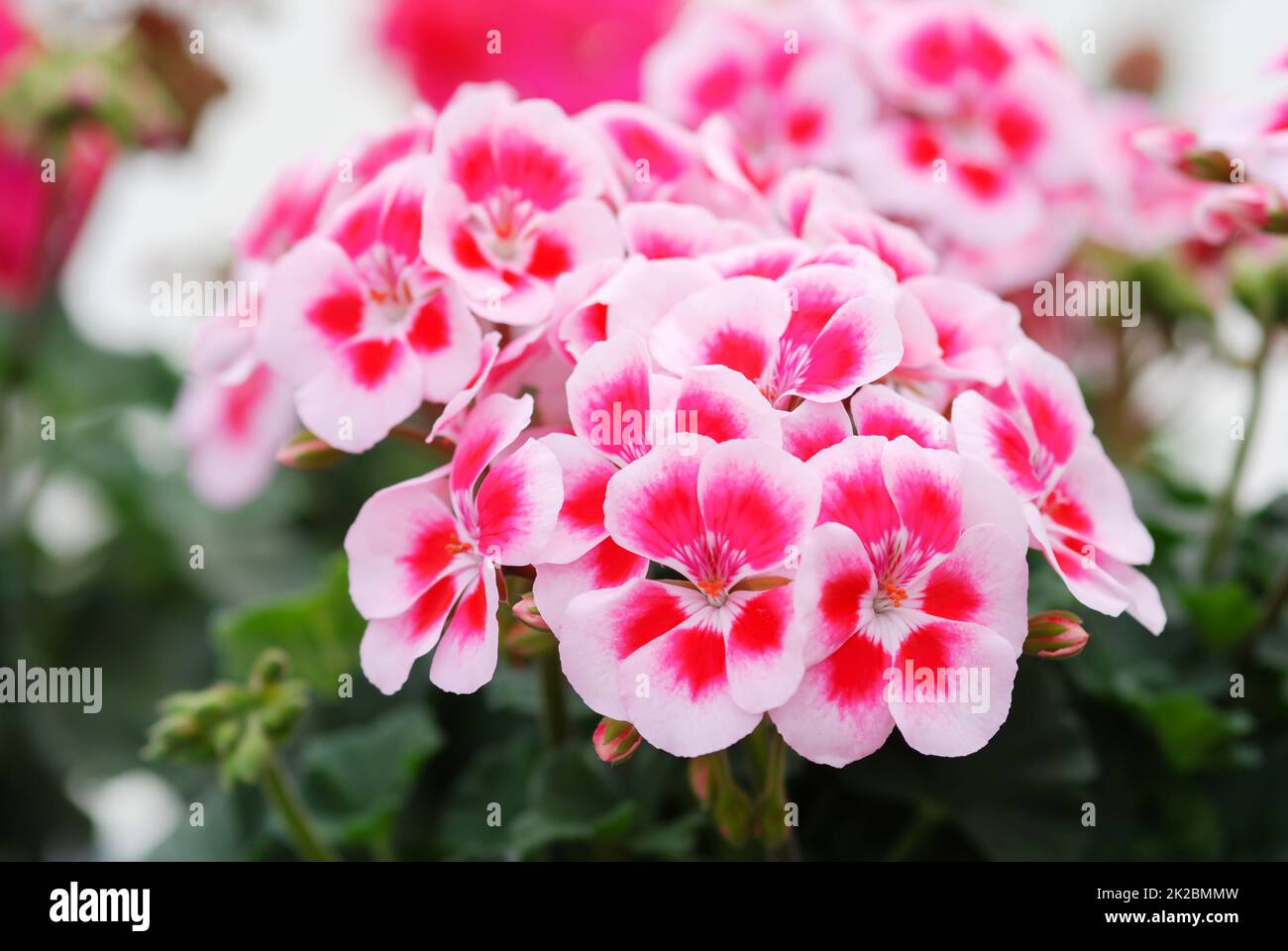 Pelargonium - Geranium Flowers showing their lovely petal Detail in the ...