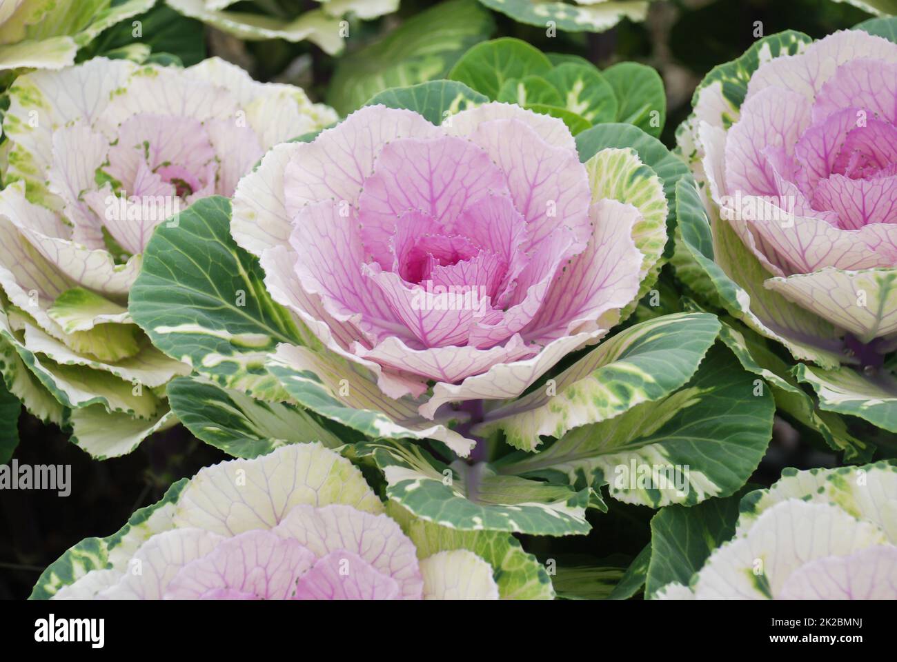 Ornamental cabbage in botanical garden, flowers and plants, environment ...