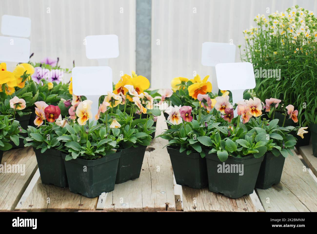 Tiny potted plant with a tag, flower pot plant Stock Photo - Alamy