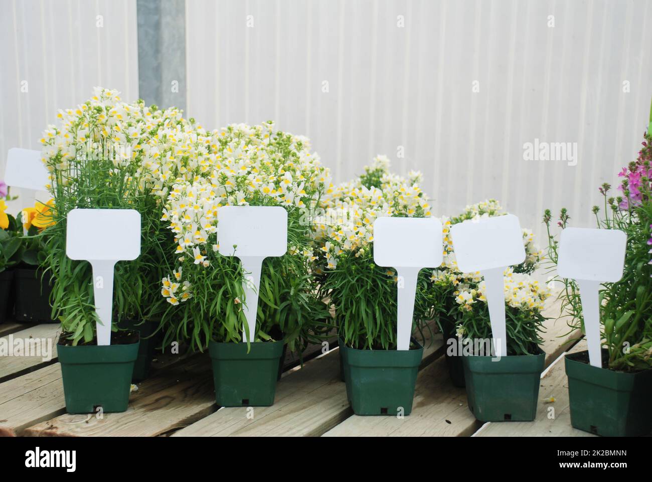 Tiny potted plant with a tag, flower pot plant Stock Photo - Alamy