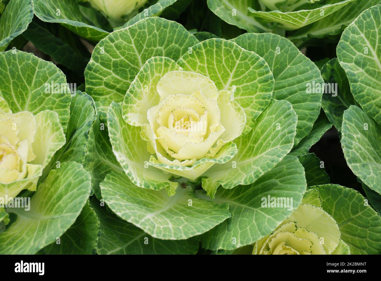Ornamental cabbage in botanical garden, flowers and plants, environment ...