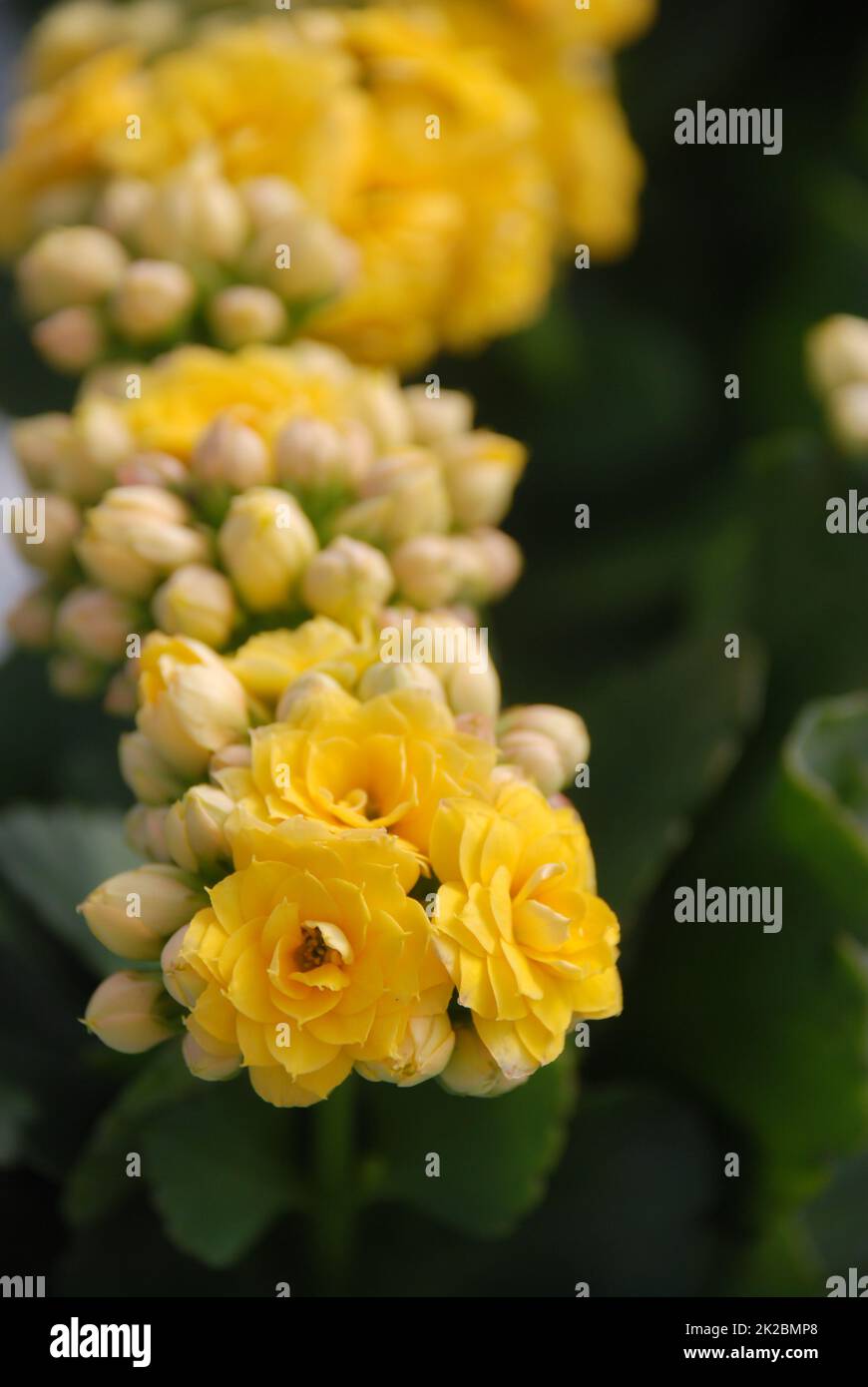 Kalanchoe plant with yellow flowers, Kalanchoe blossfeldiana Stock ...