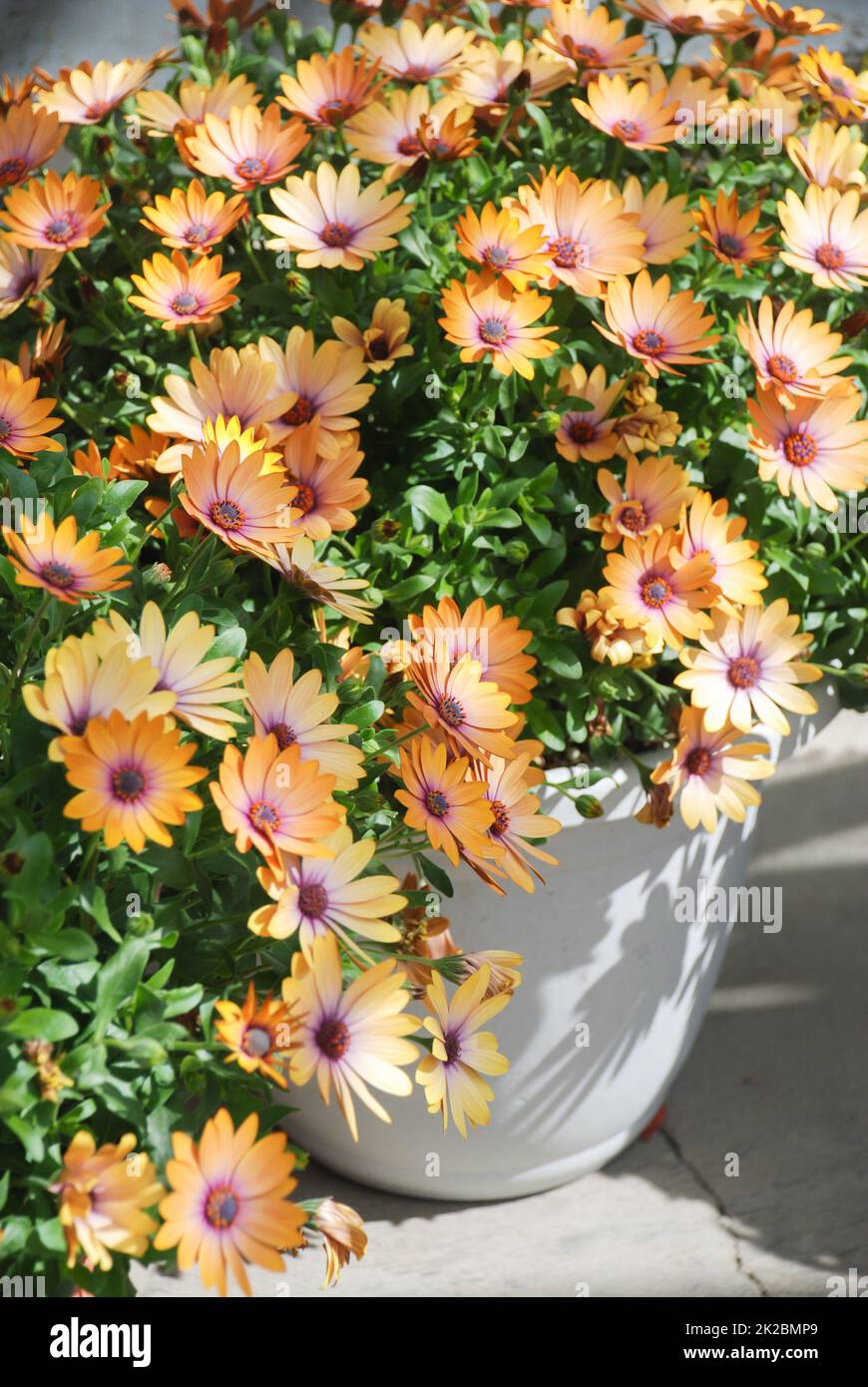 light peach osteospermum or dimorphotheca flowers, light peach flowers ...