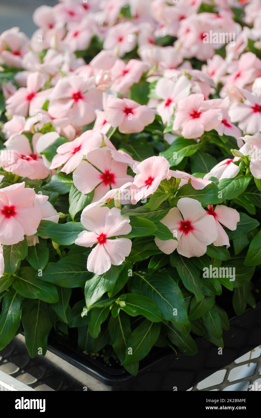 Vinca rosea catharanthus roseus hi-res stock photography and images - Alamy