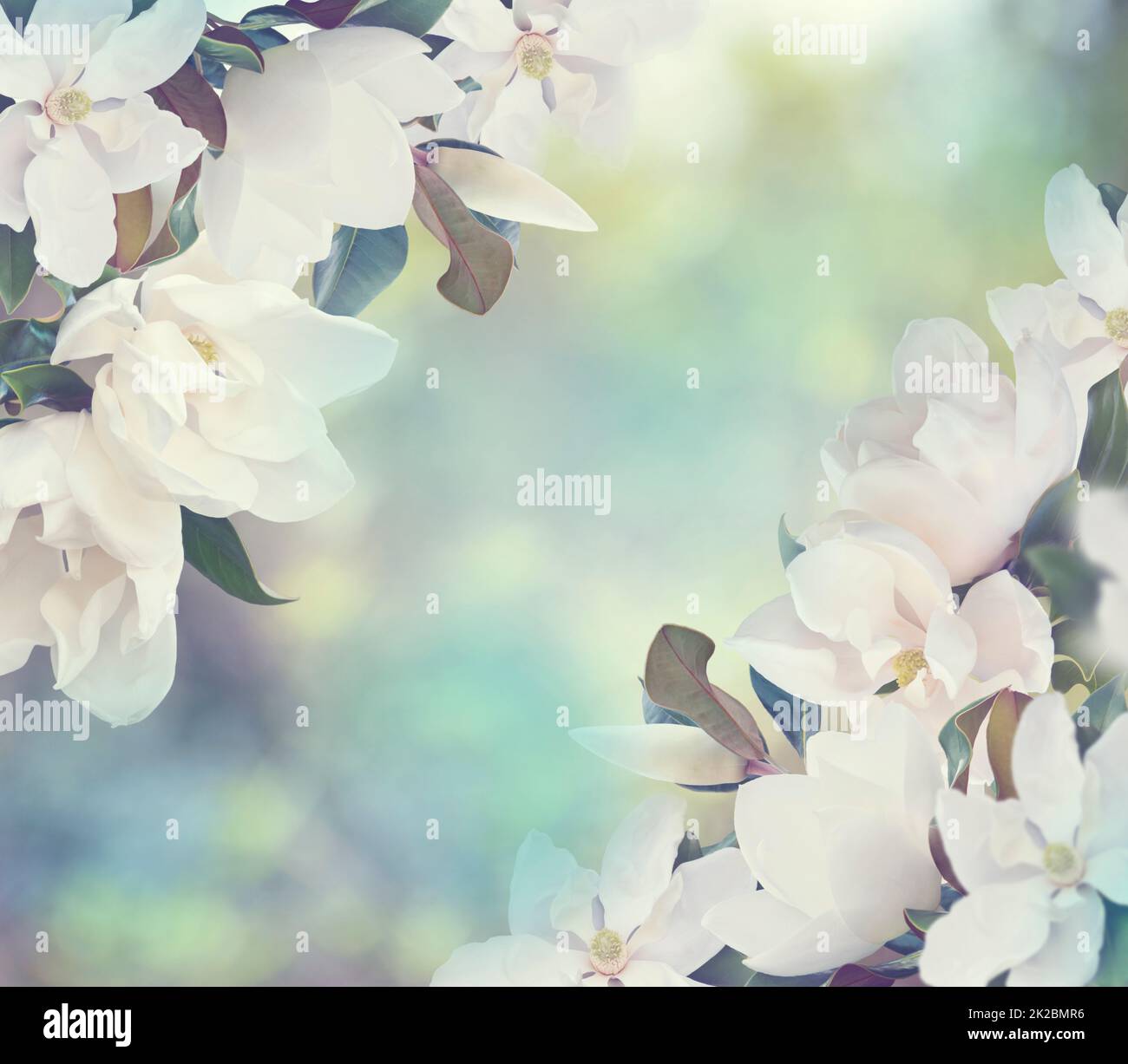 Magnolia Flowers on a Tree for Background Stock Photo - Alamy