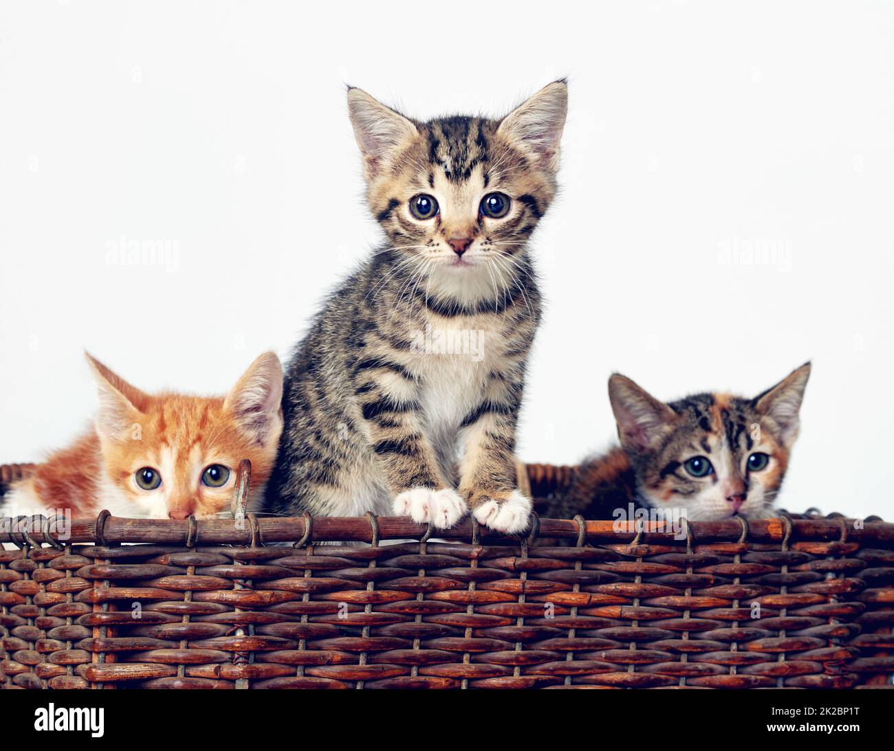 Adorable kittens hi-res stock photography and images - Alamy