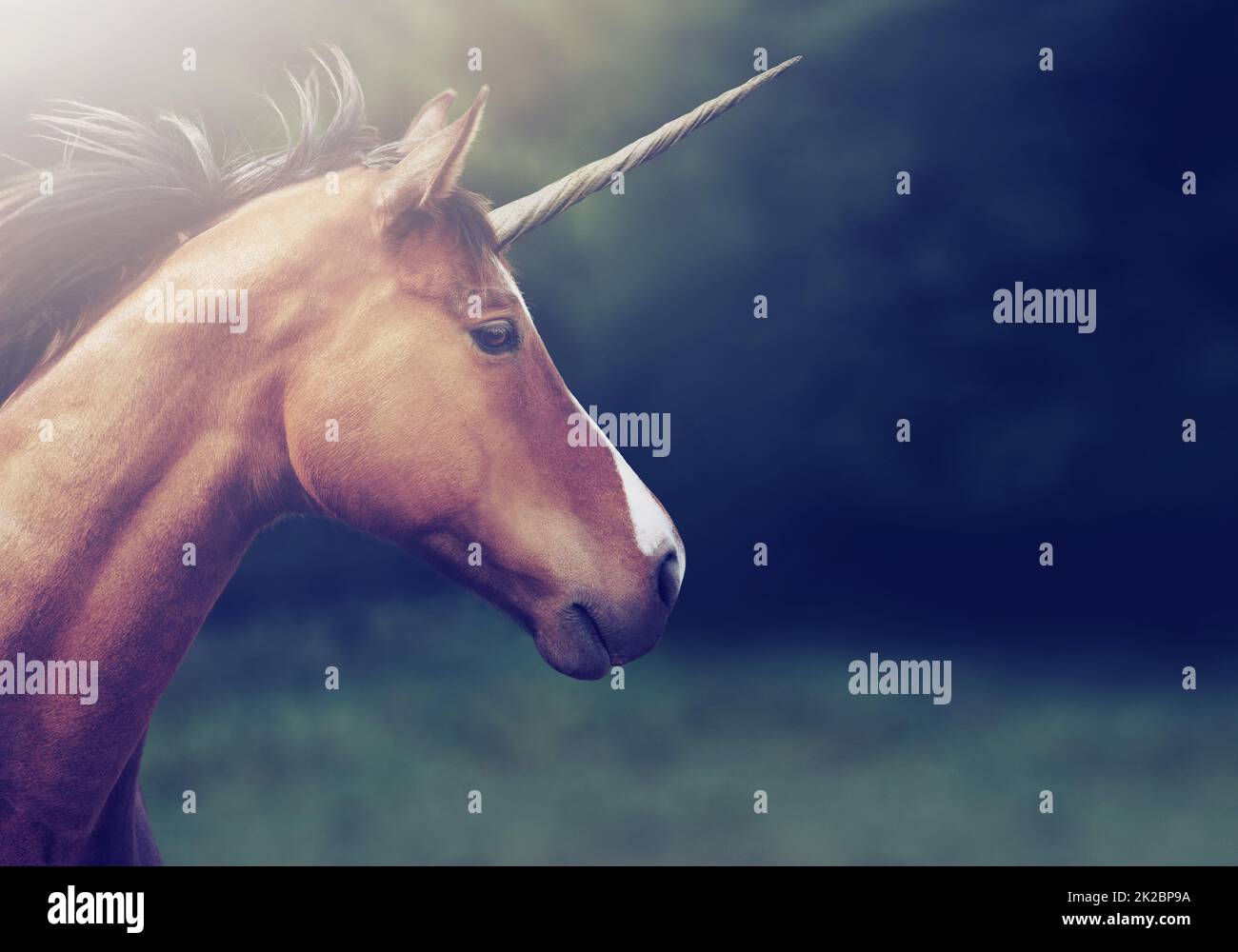 Mare unicorn hi-res stock photography and images - Alamy Mare unicorn hi-res stock photography and images - Alamy