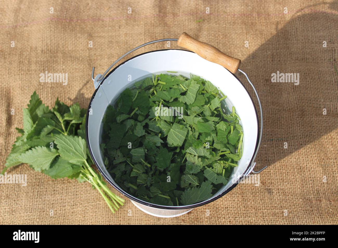 Stinging nettles bucket hi-res stock photography and images - Alamy