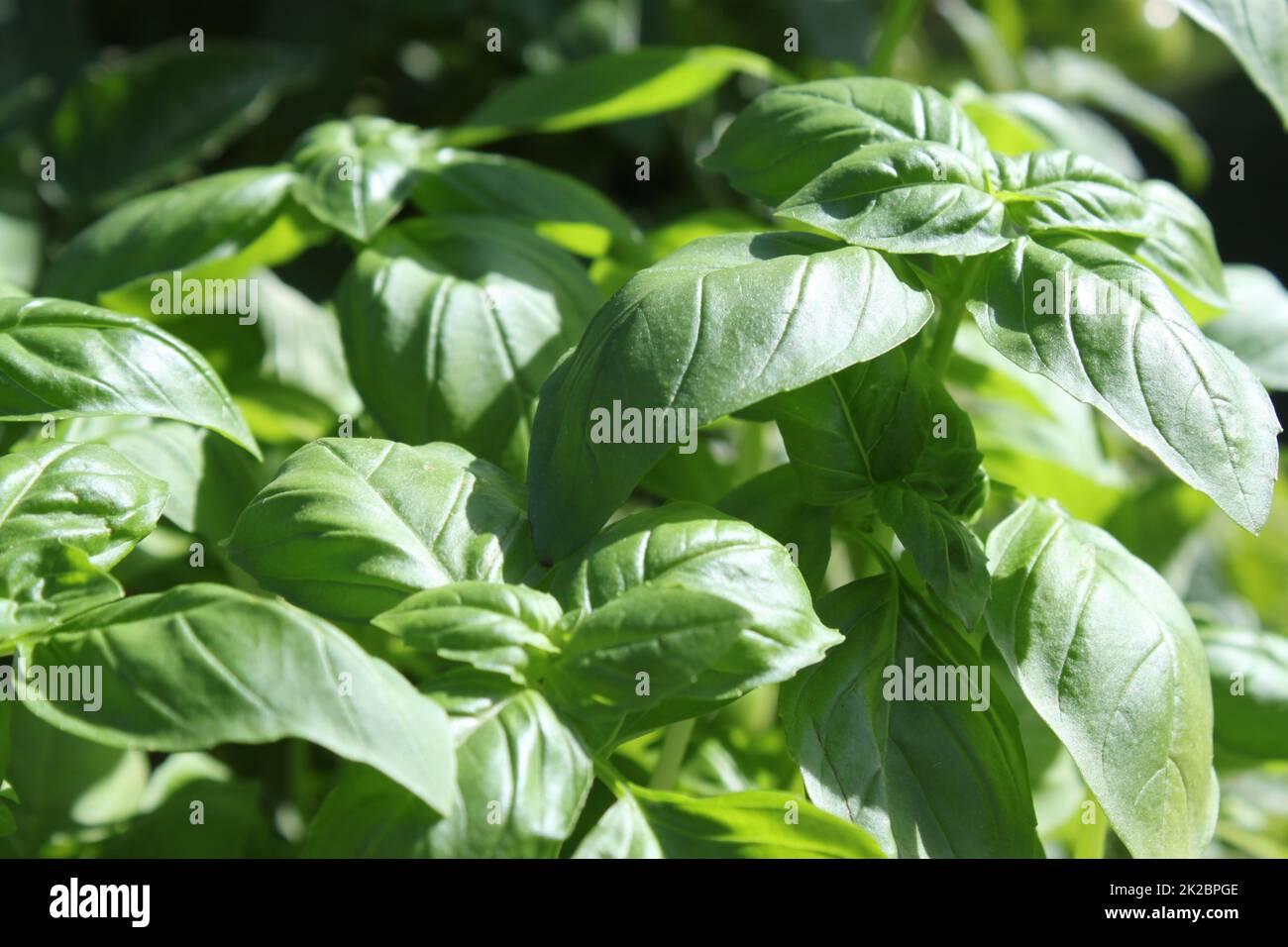 Basil garden hi-res stock photography and images - Alamy